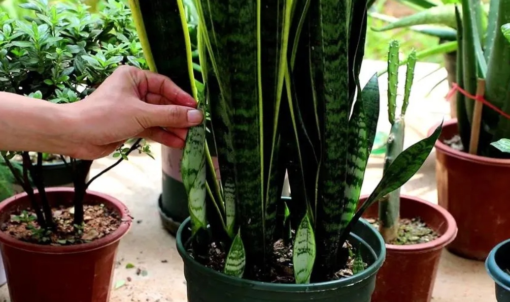 Raising tiger Pilan, feeding 2 kinds of "little things", the sprouts ...