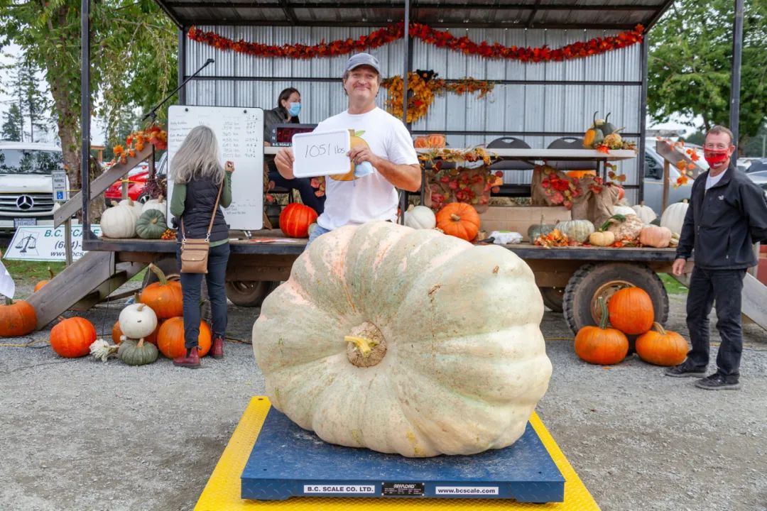 Chinese-Canadian man grows 800 kilograms of super-large pumpkins ...