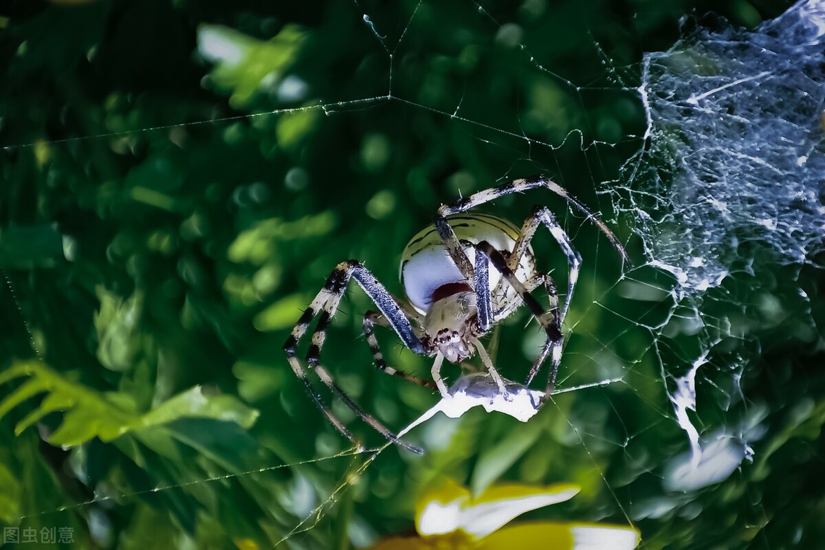 Why do small bugs eaten by spiders leave empty shells - iNEWS