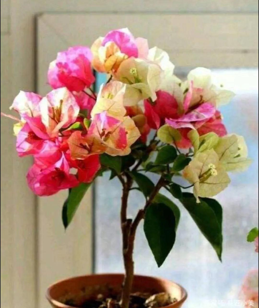 Bougainvillea varieties, red, orange, yellow, green, white, purple ...
