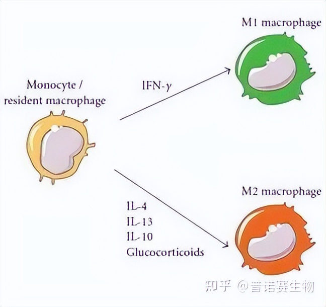 How does THP-1 induce differentiation into macrophages and foam cells ...