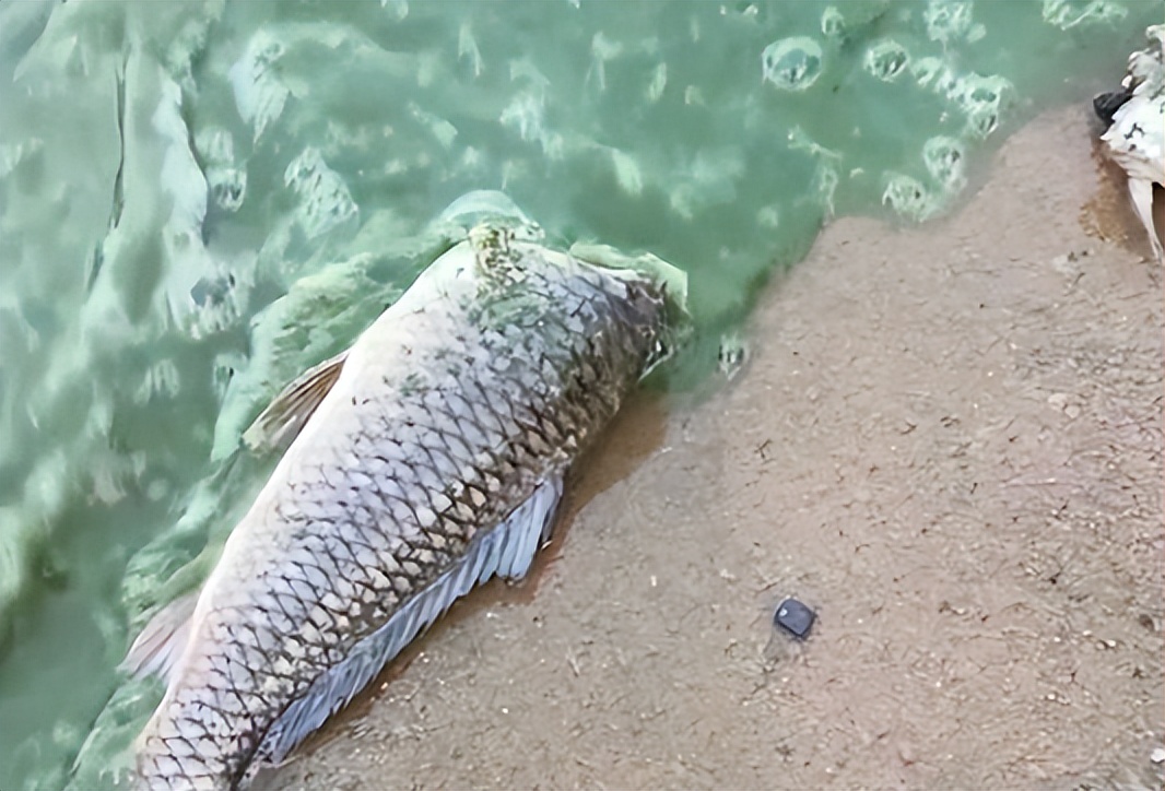 Russia discovered a deep-sea monster fish! Mouth full of fangs looks ...