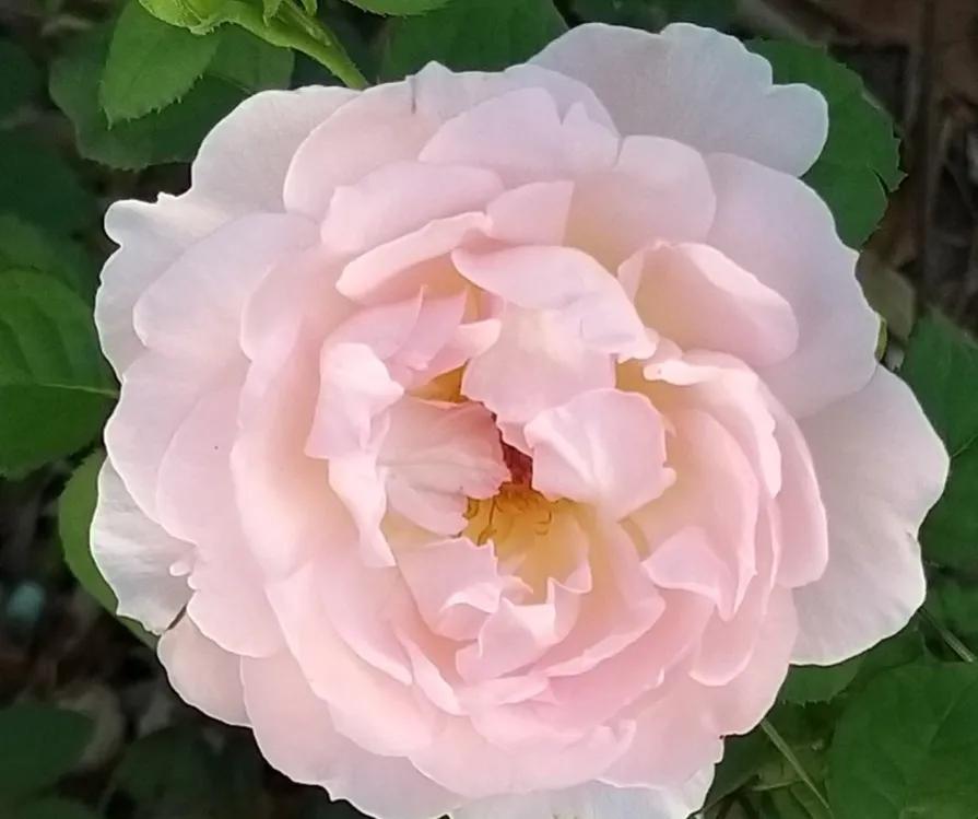 Sharifa Asma - iMedia