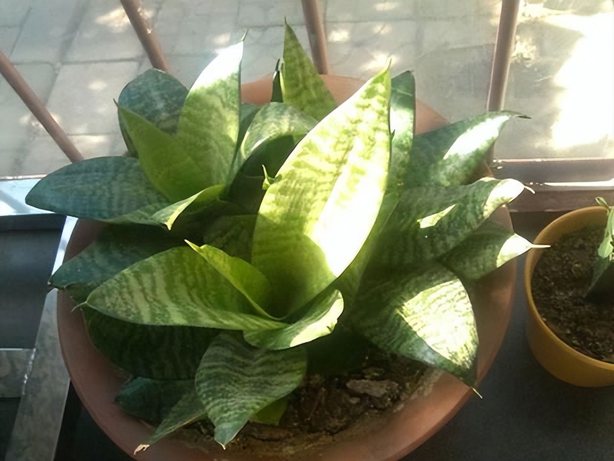 Tiger Pilan has "two not less, three fears", no wonder the growth is ...