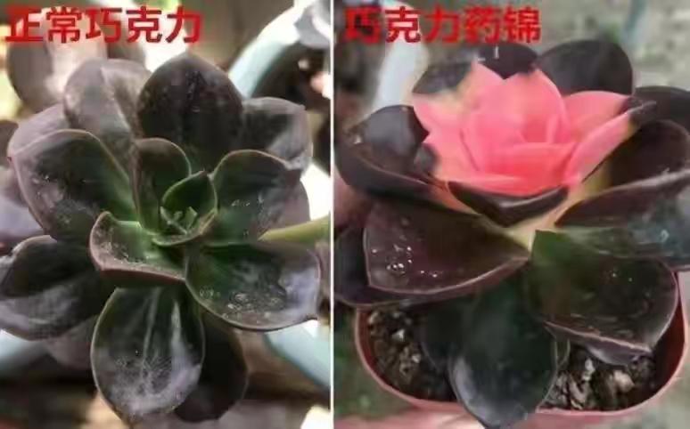 6 types of "crawlers' flowers", if you buy them, you won't be able to ...