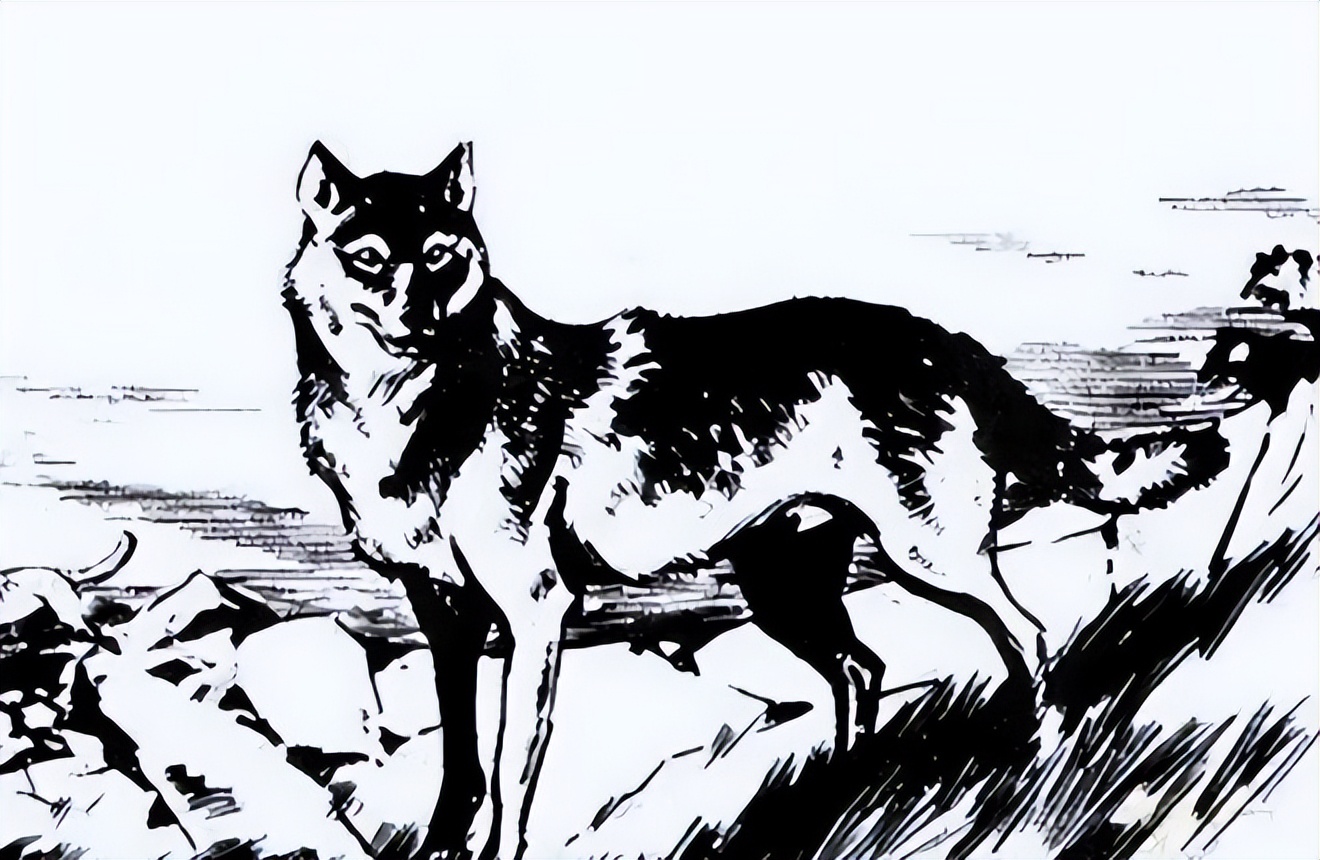 Folktale: The midwife meets a wild wolf to deliver her baby, and she ...