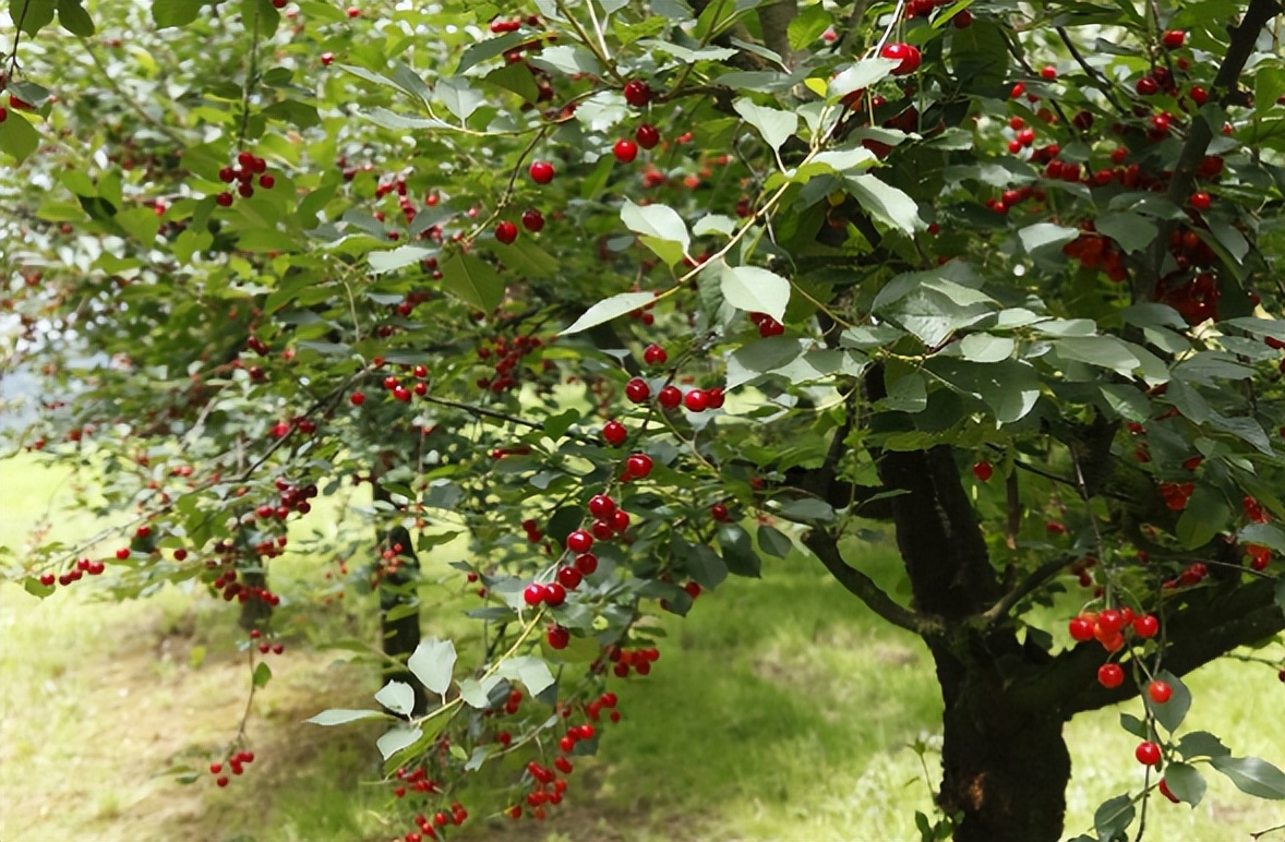 What is the history and development of German cherry planting, and what ...