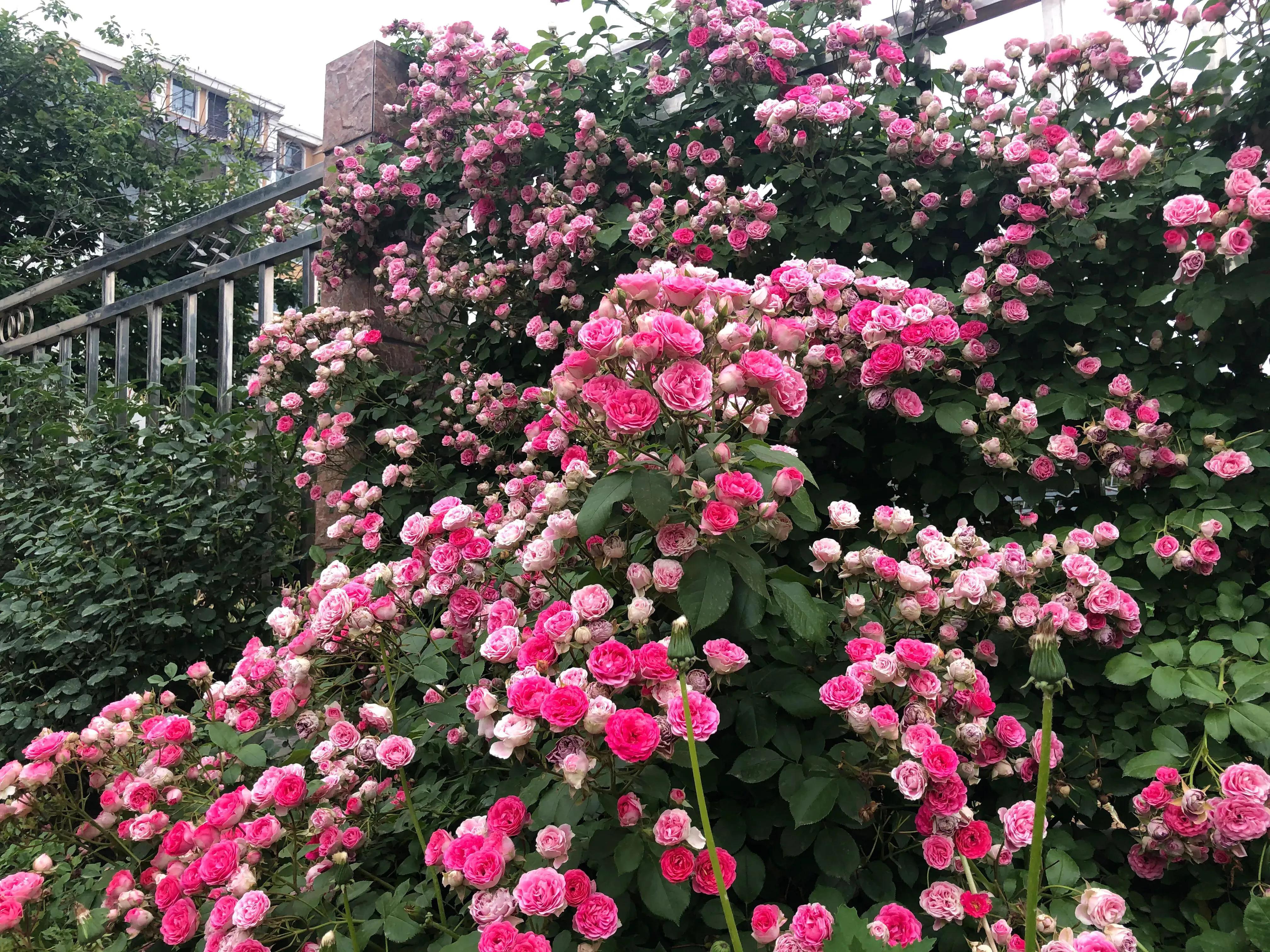 The rouge button flower waterfall is the real rose flower waterfall ...
