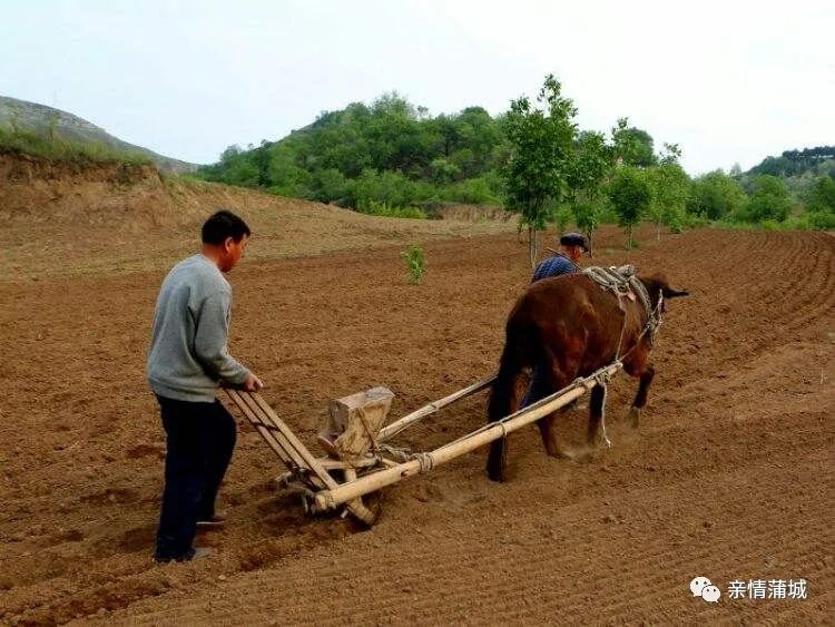 An old riddle circulating in Pucheng, Guanzhong - iNEWS