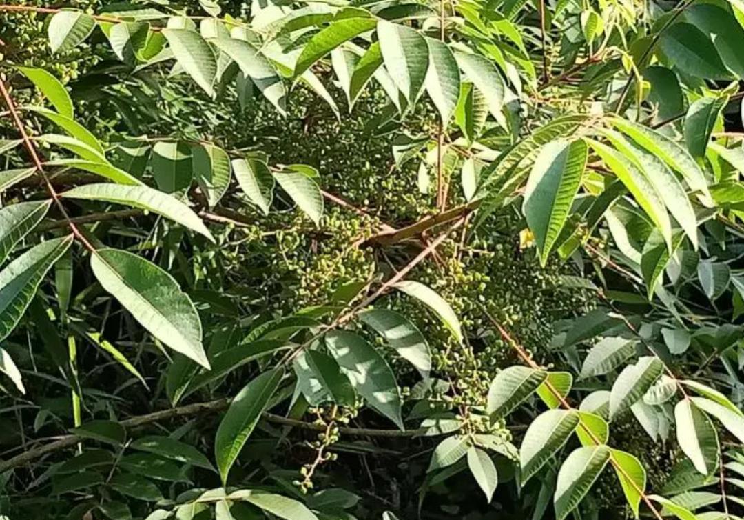 The "lacquer tree" that everyone is afraid of, I didn't expect the ...