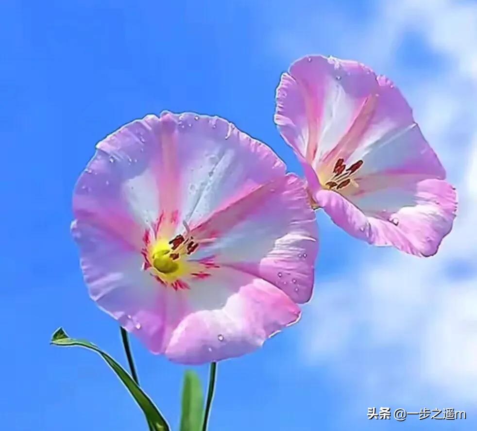 Original Modern Poem: Whose Heartstrings Is the Rain Disturbing? - iNEWS