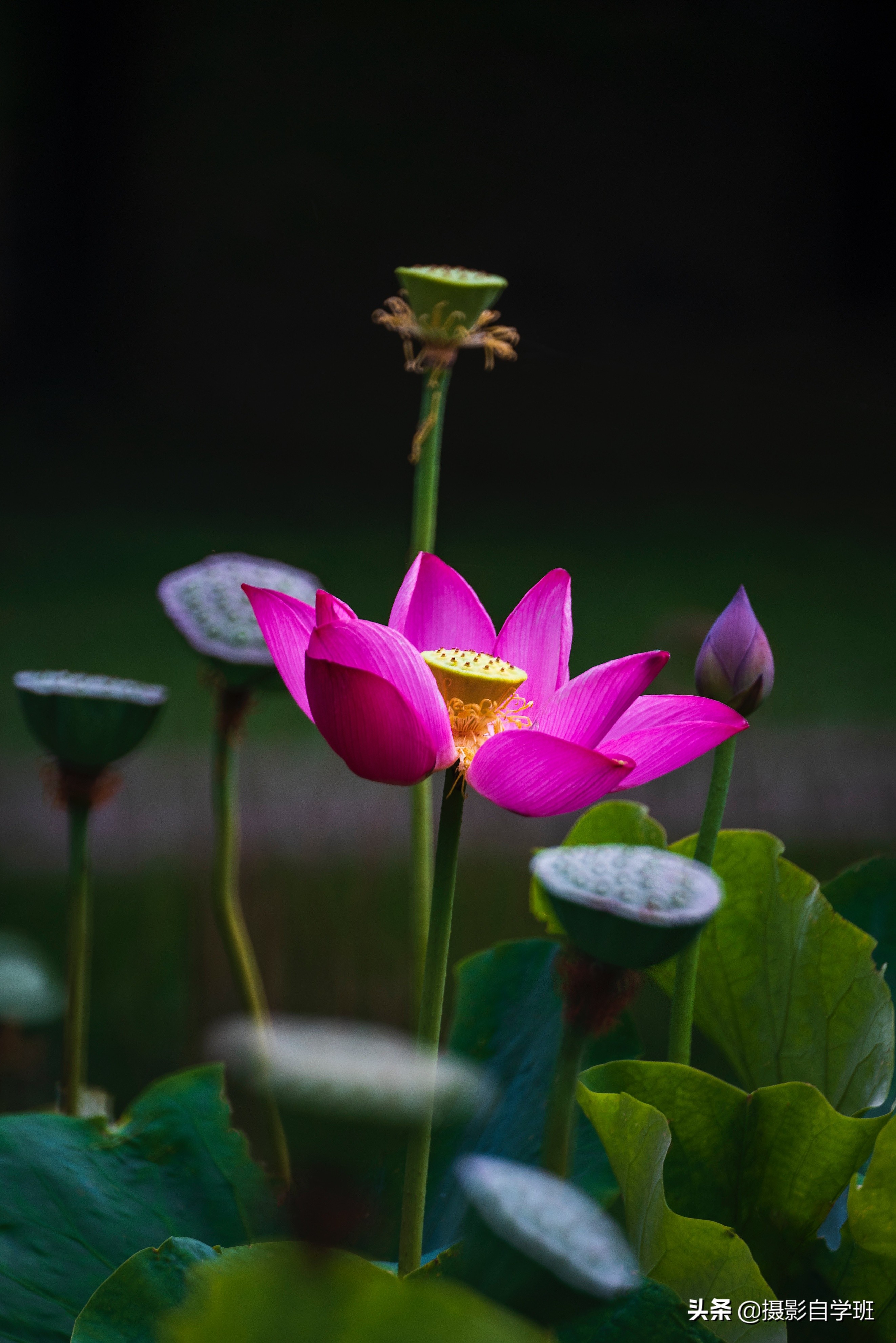 5 lotus photography tips for novices, easy to remember and easy to ...