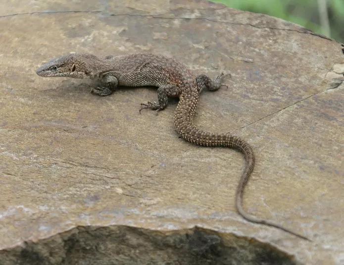 Elf in Lizard Mountain - iNEWS