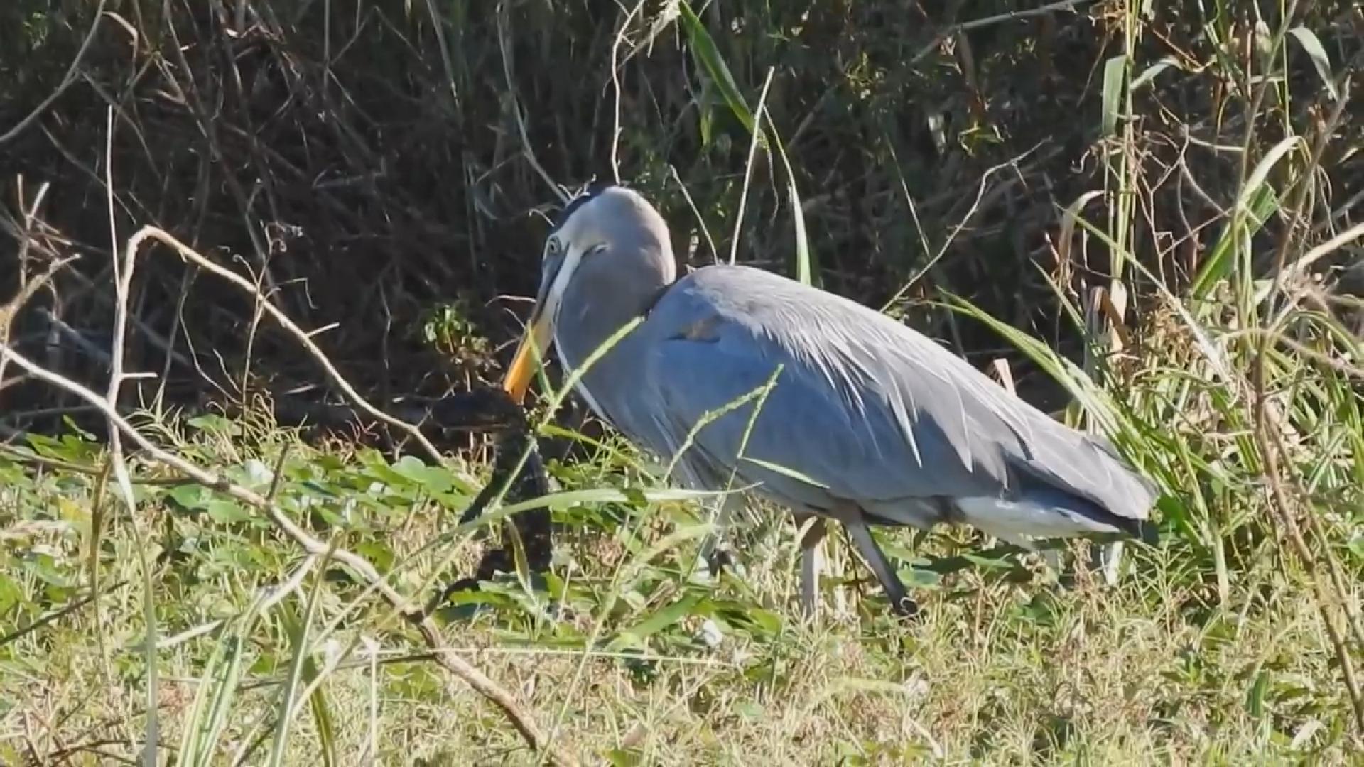 The heron swallows crocodiles and ducks alive, how does it swallow such ...