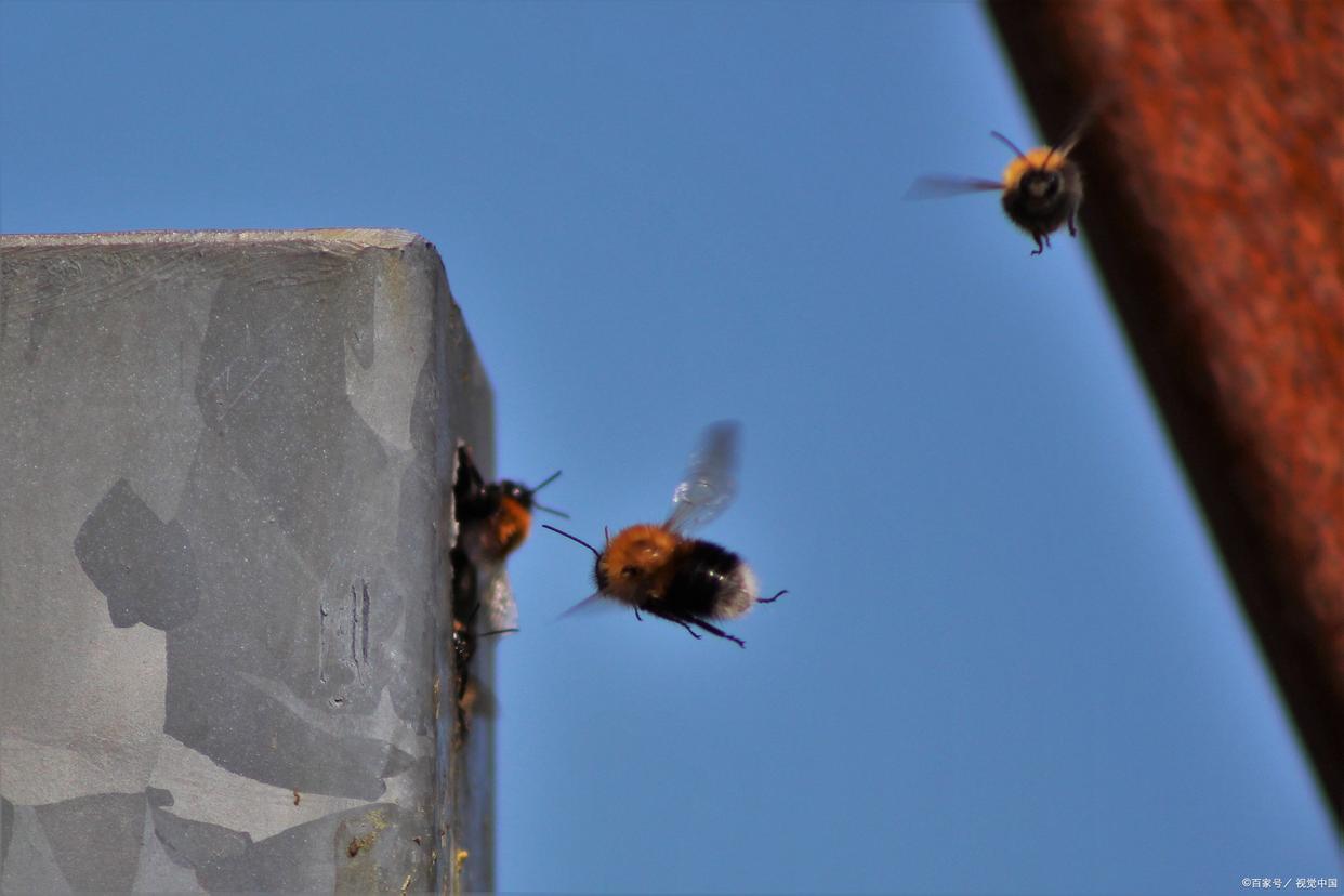 Scientific explanation: Why do bees "turn around and forget the way ...
