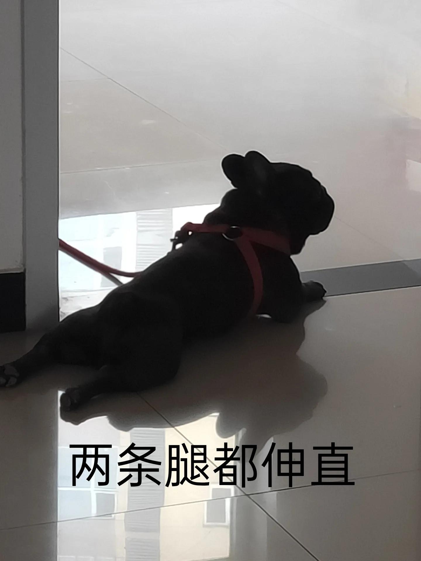 Small French cow with loud snoring - iNEWS