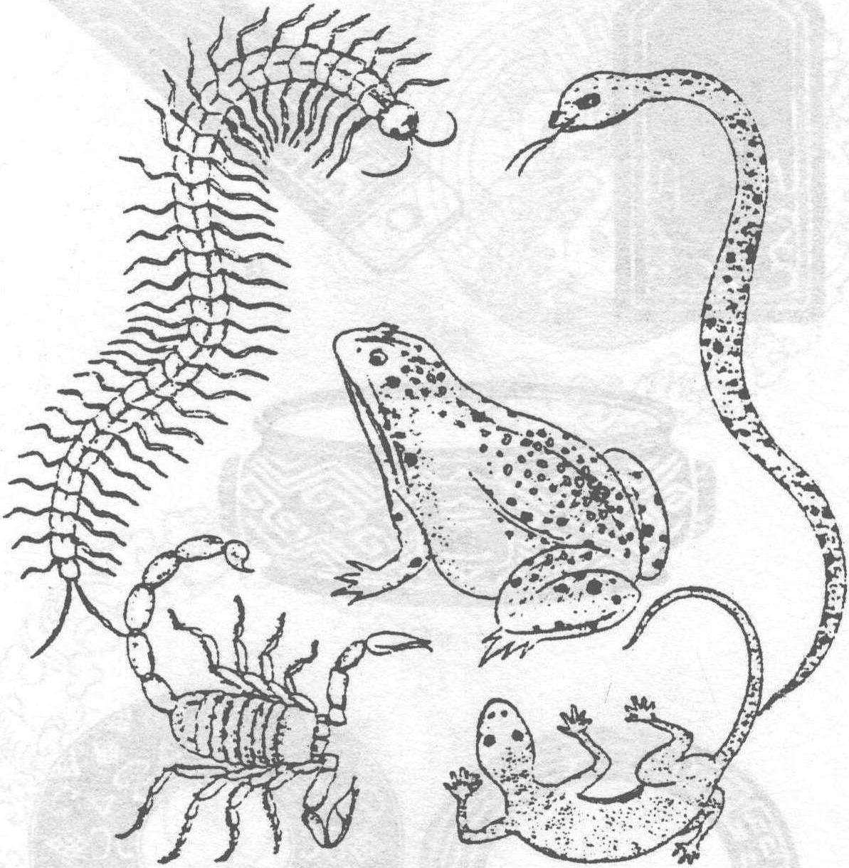 What are the ancient five poisons?Which comes first? - iNEWS