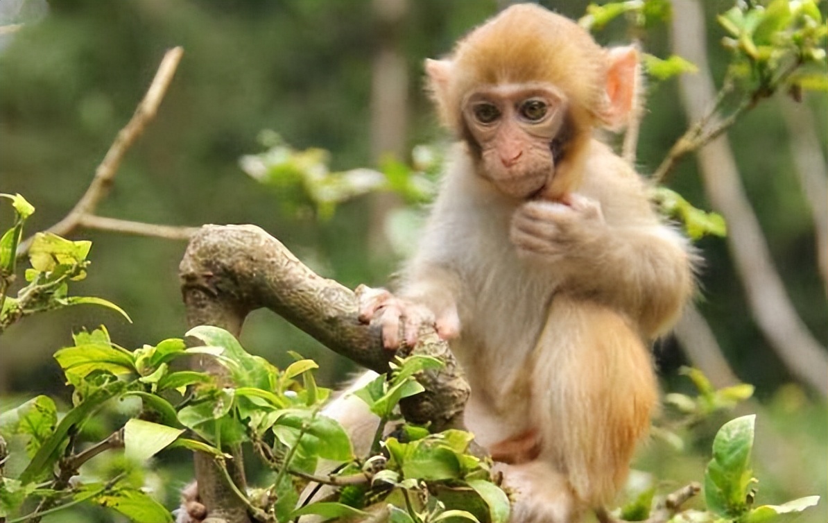 What should people with the monkey zodiac do the most? What do you hope ...