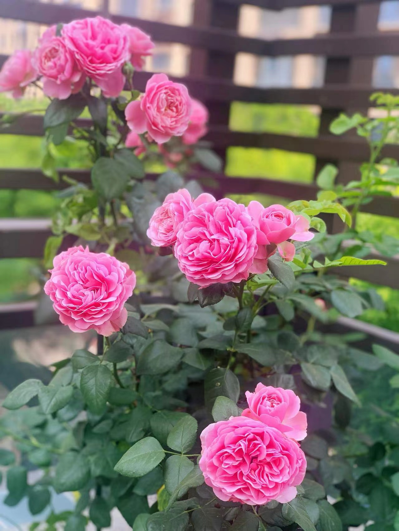 Long flowering period, easy to burst flowers, vine rose pink Da Vinci ...