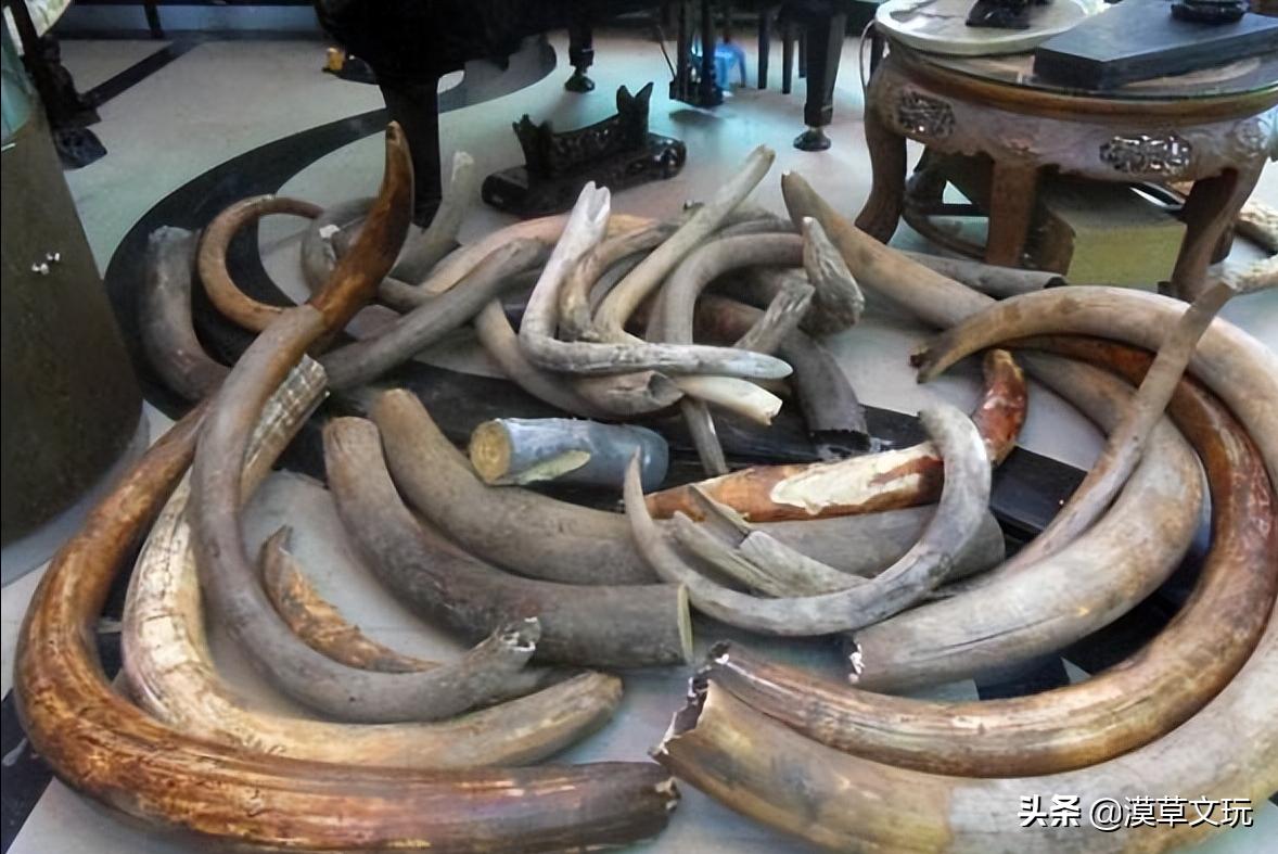 How long will Russia's mammoth tusks last?beyond everyone's ...