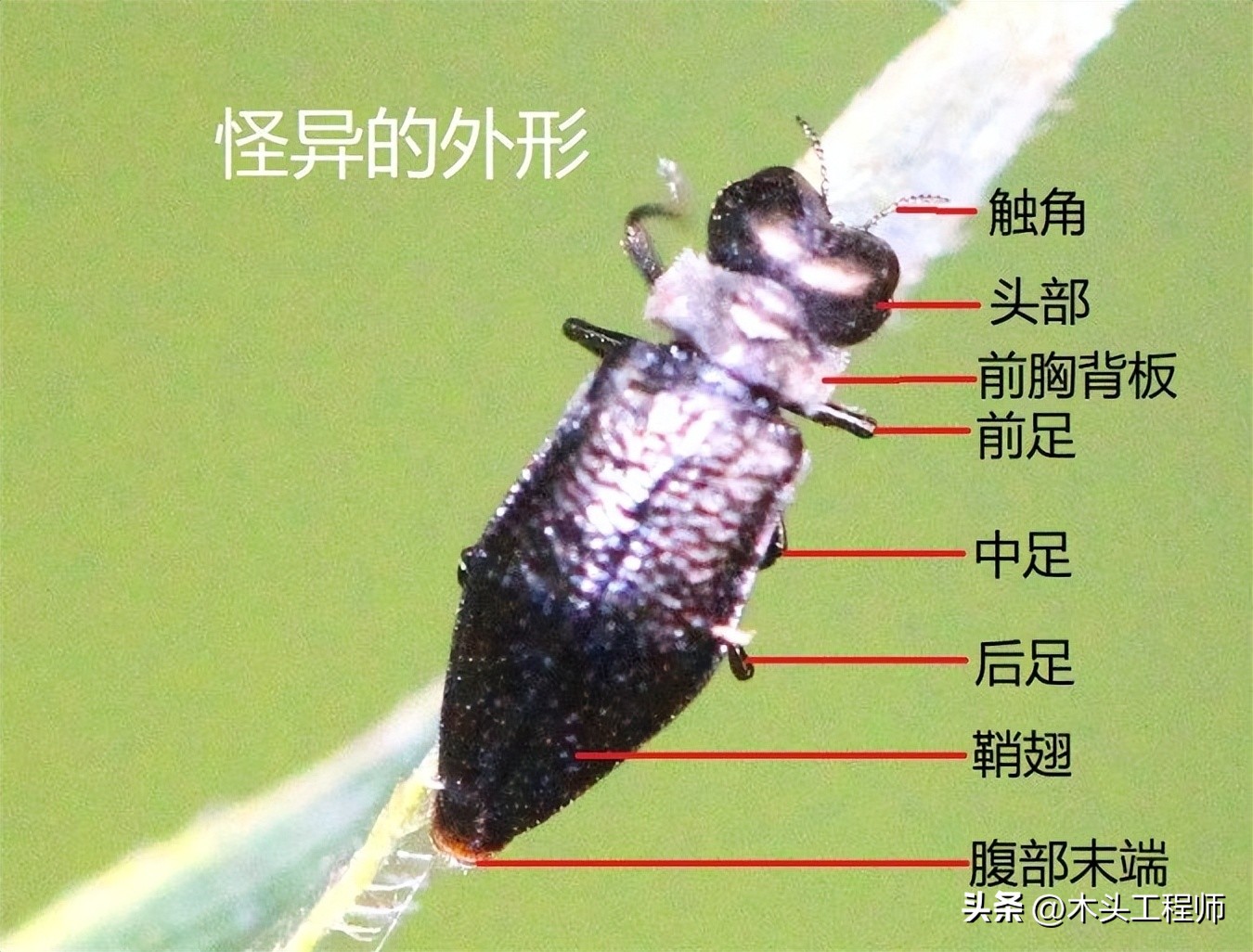 Ornamental insect identification map tips in the field: what to watch ...
