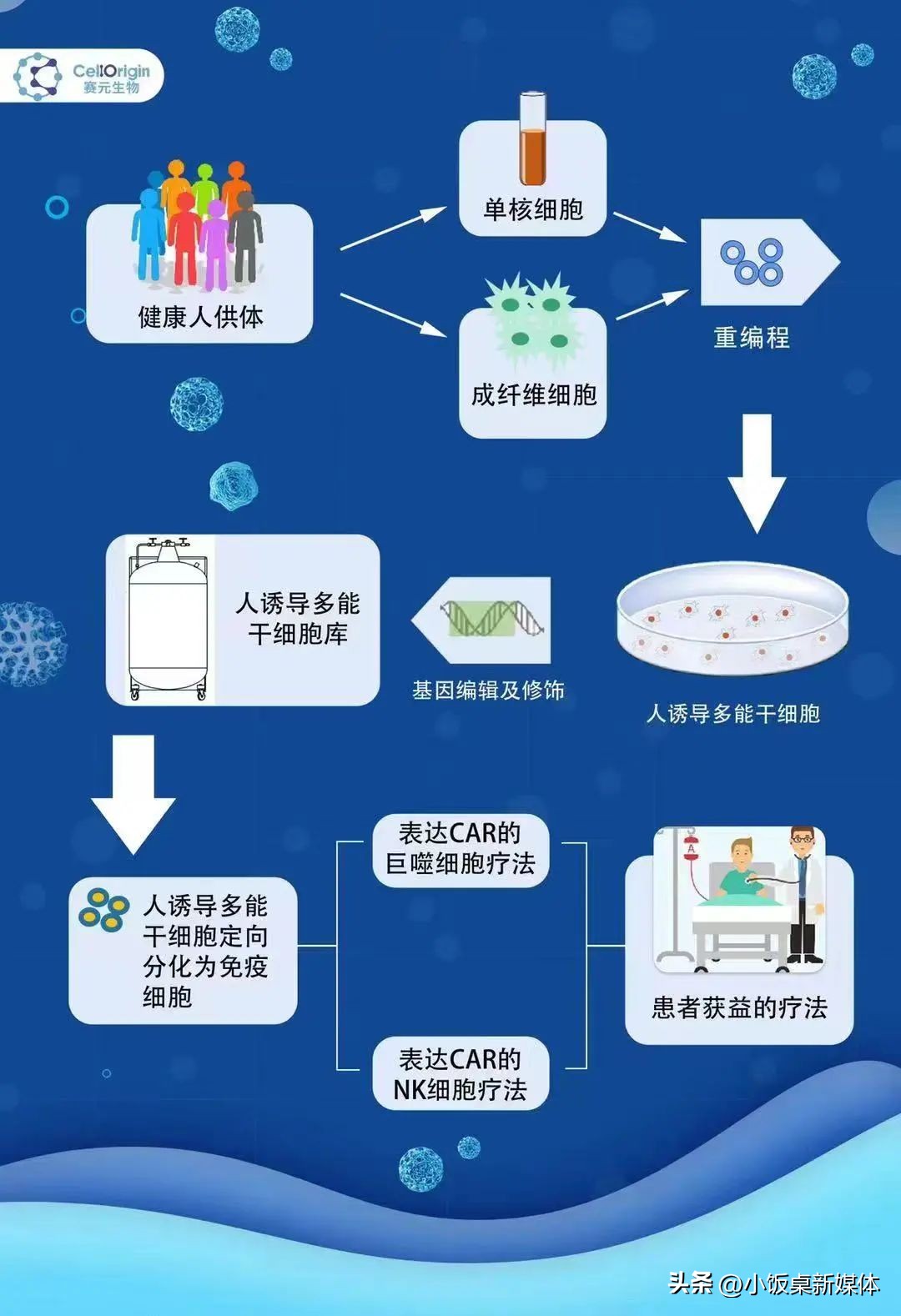 Holding the patent of CAR-M cells differentiated from iPS cells to ...
