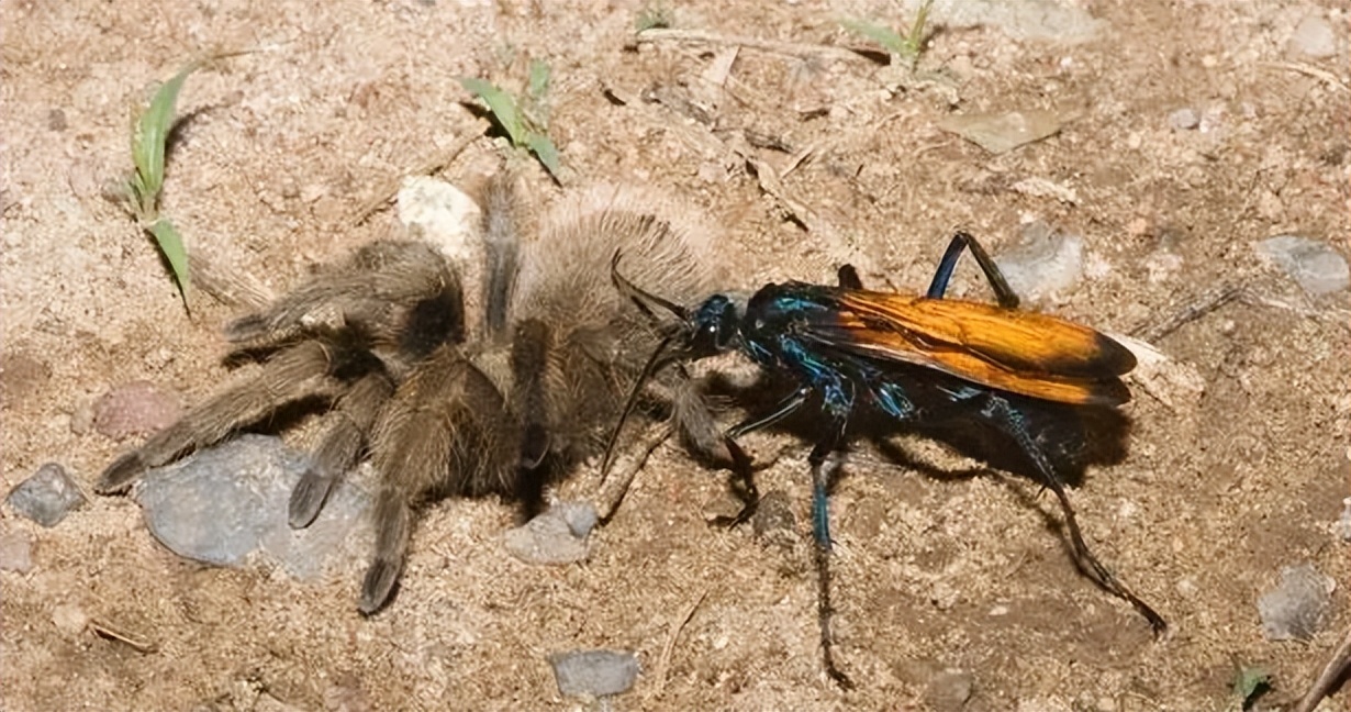 Check out the 6 most ferocious insects: carnivorous caterpillars and ...