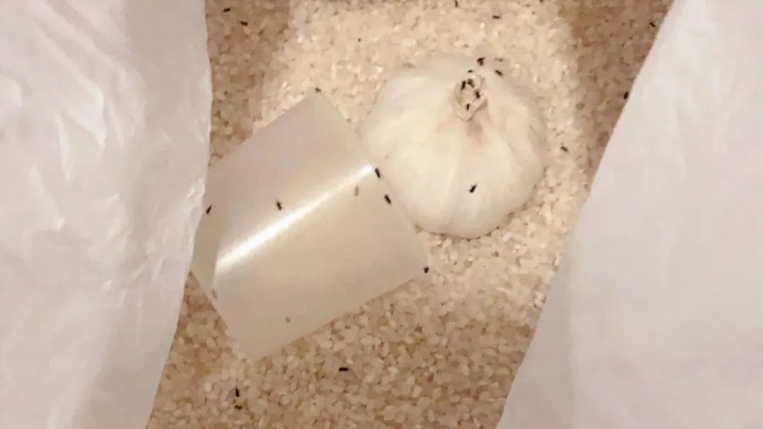 It turns out that the rice worm is most afraid of it, put it in the ...