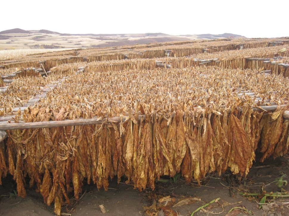 In Europe in the 17th century, tobacco realized the transition and ...