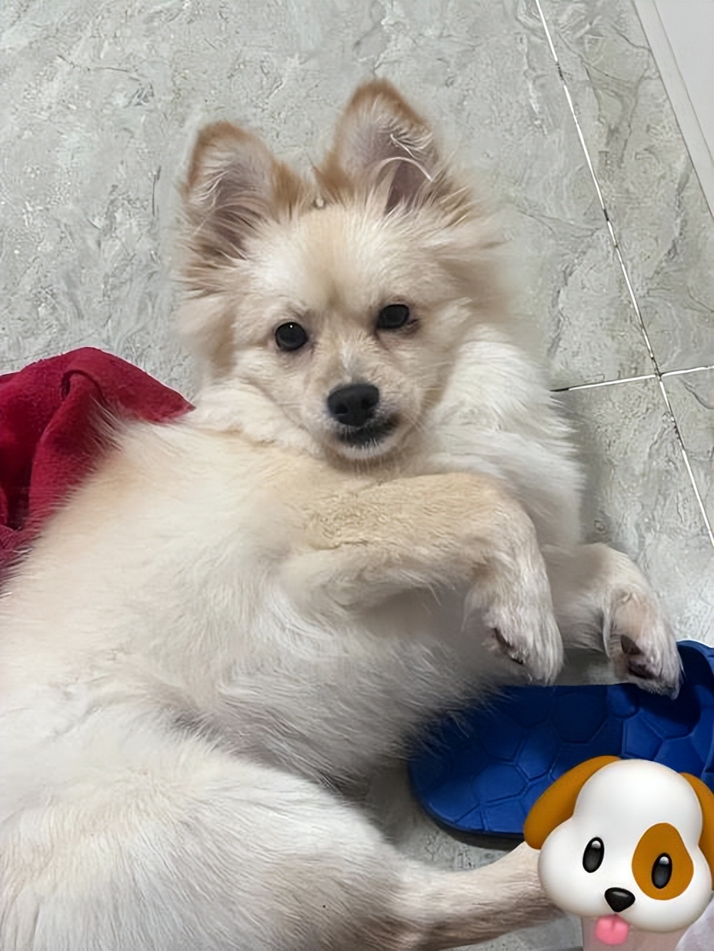 Why no one raises "string dogs"? Just because there are purebred dogs ...