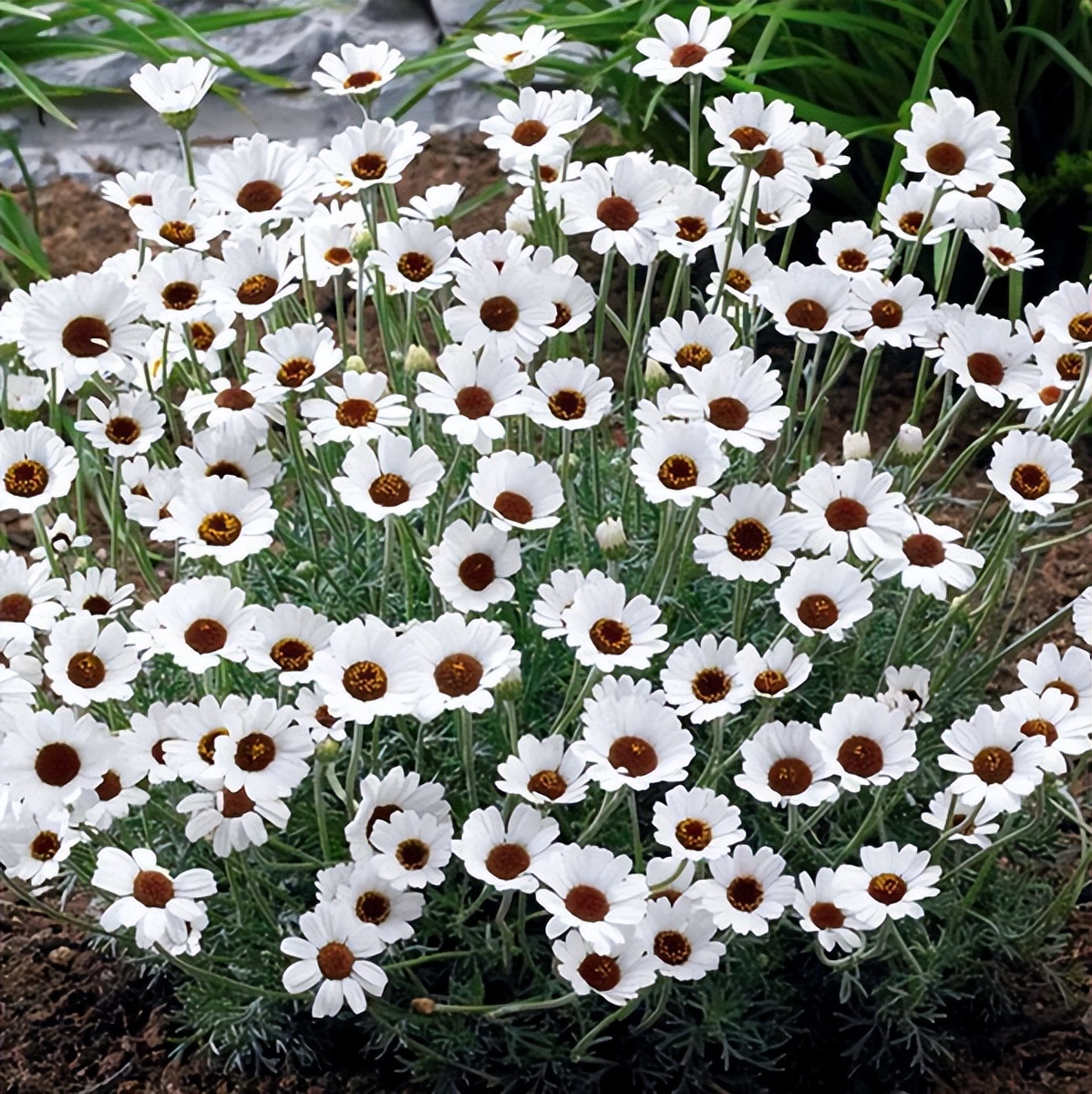6 kinds of flowers with a ridiculously long flowering period, up to 200 ...
