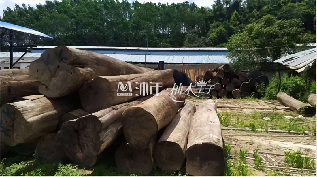 Why is Burmese teak furniture so popular? - iNEWS