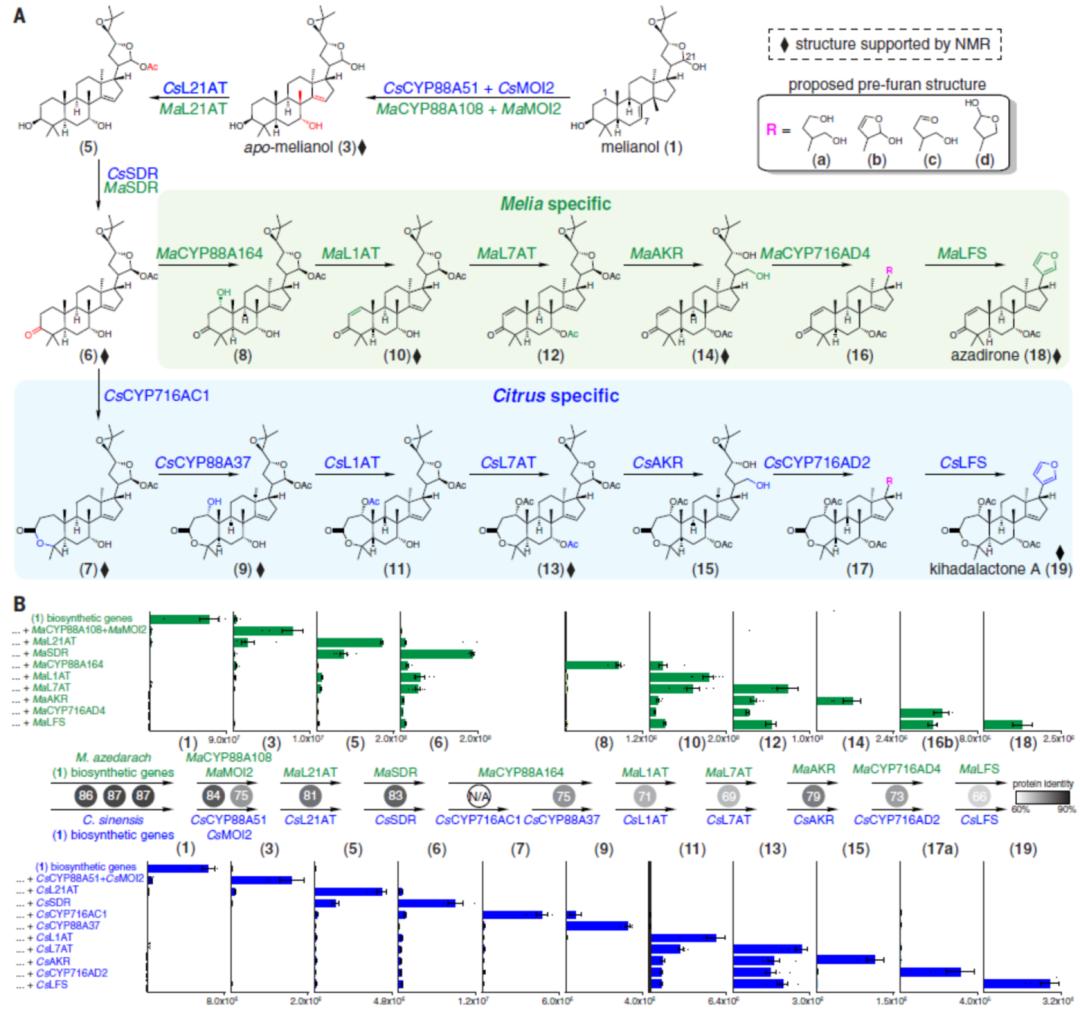 "Science"The complete biosynthetic pathway of limonin was revealed - iNEWS