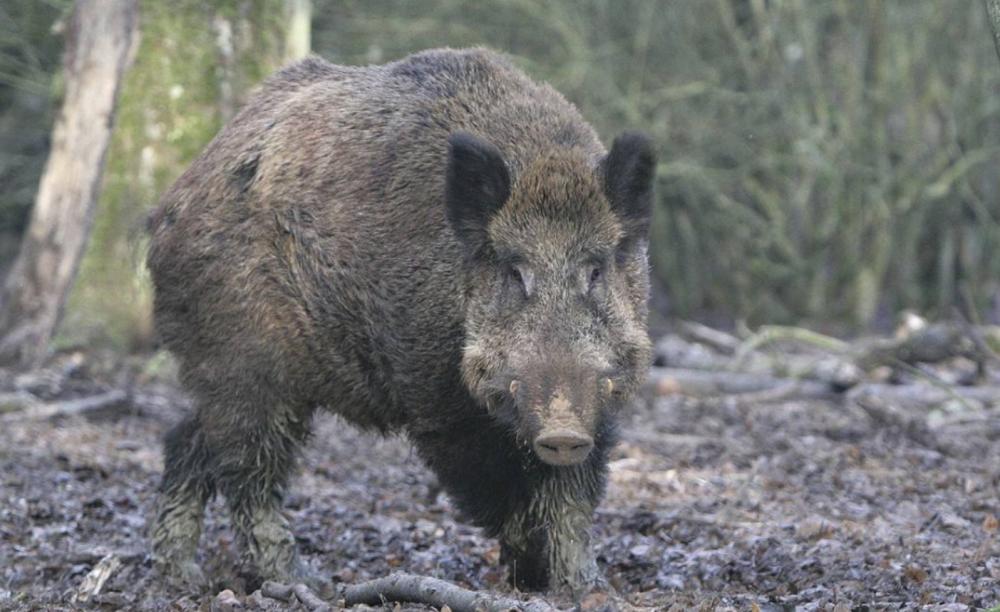 How strong are the 10 most ferocious wild boars? Ferocious Indian wild ...