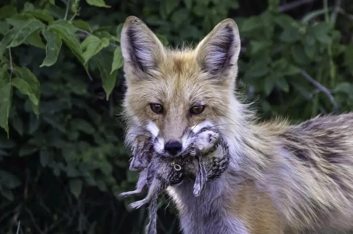 Rare 36 photos, lions kill hyenas, octopuses eat sharks, mating monitor ...