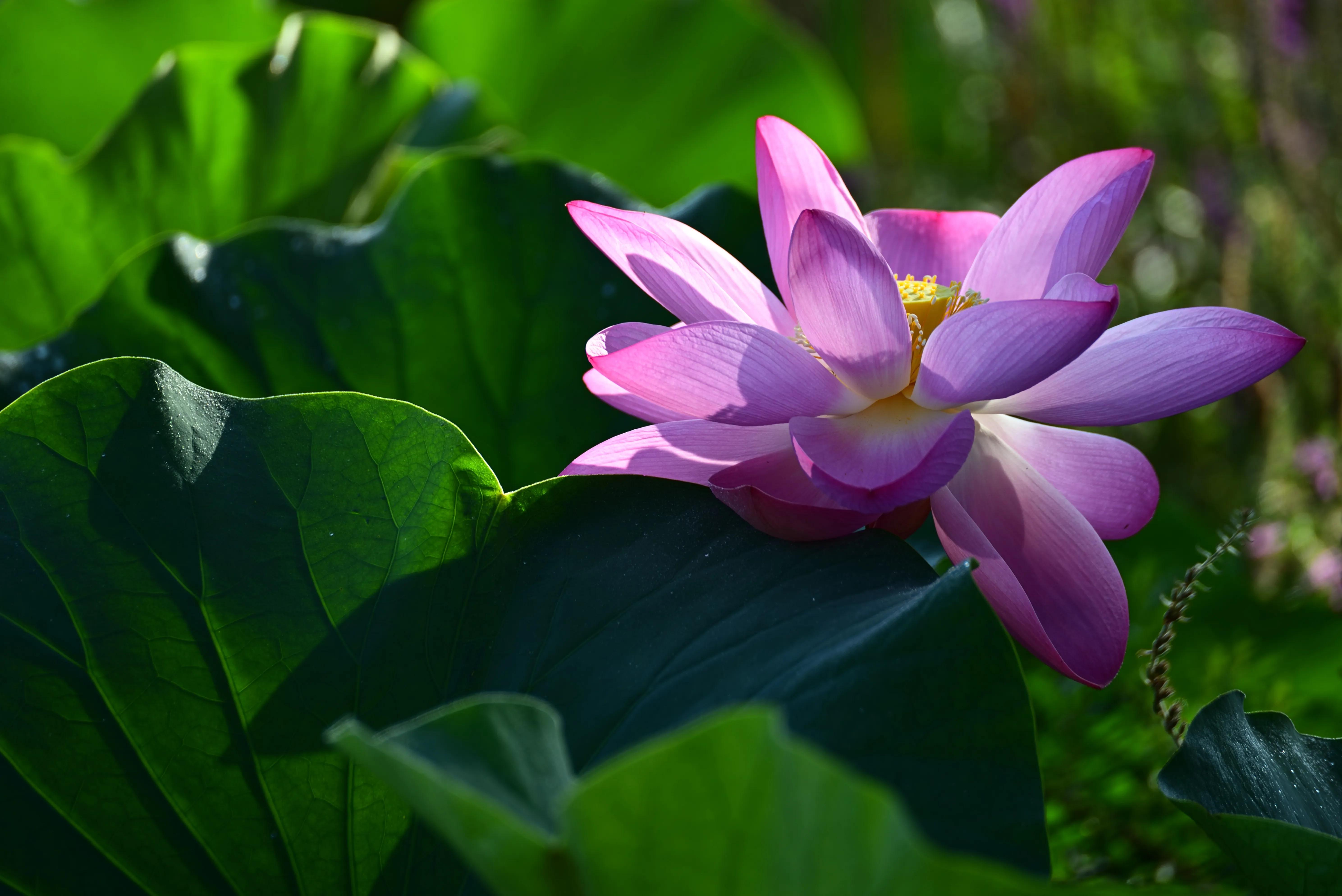 Burning lotus flowers emerge from the water (No. 105) - iMedia