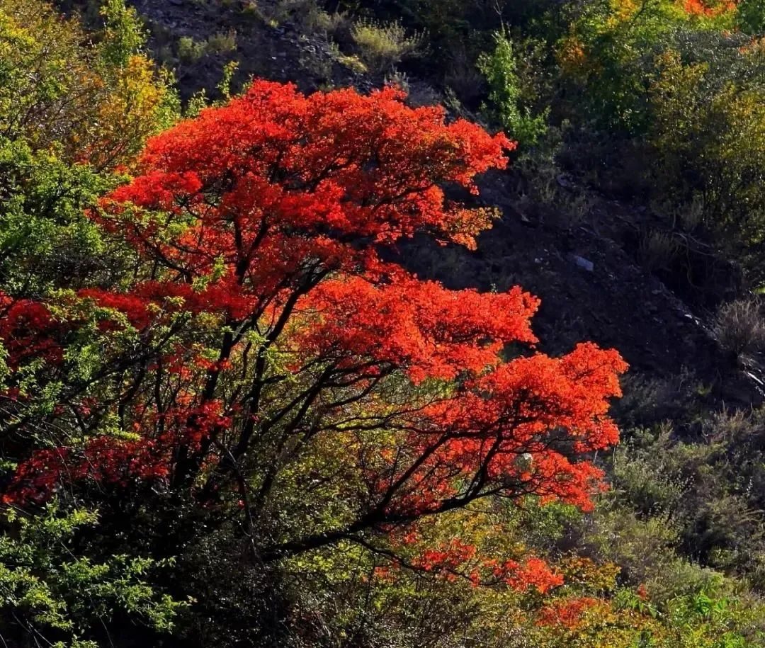 Who overturned the "color palette" in Aba Prefecture?Late autumn color ...