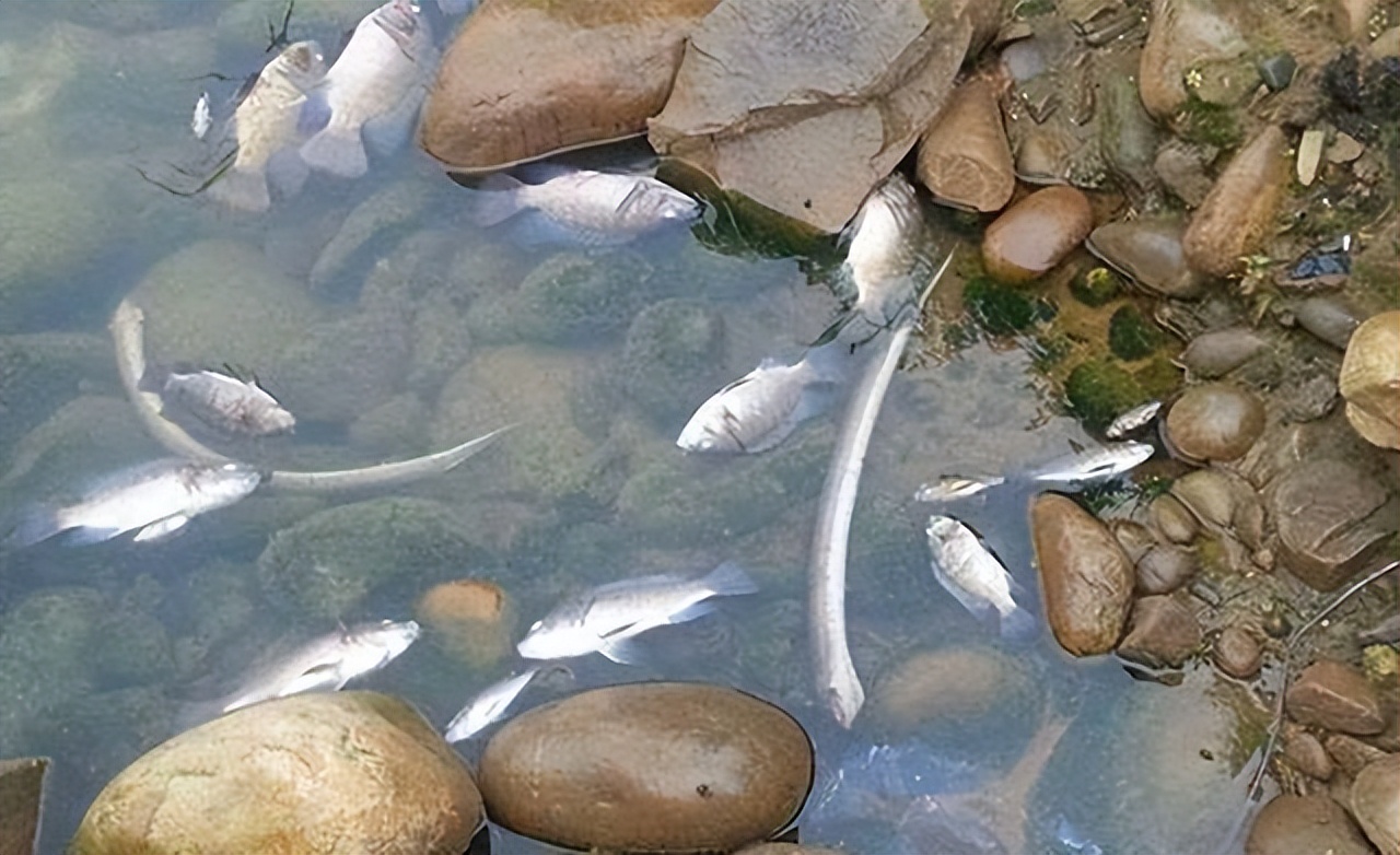 Please stop eating 7 kinds of fish, or it may contain formaldehyde and ...