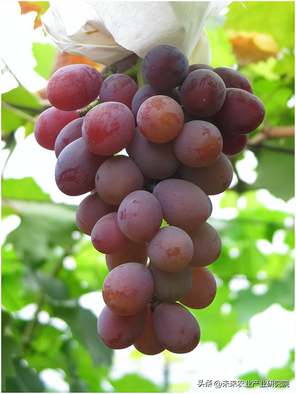 Table Grape Award - iMedia