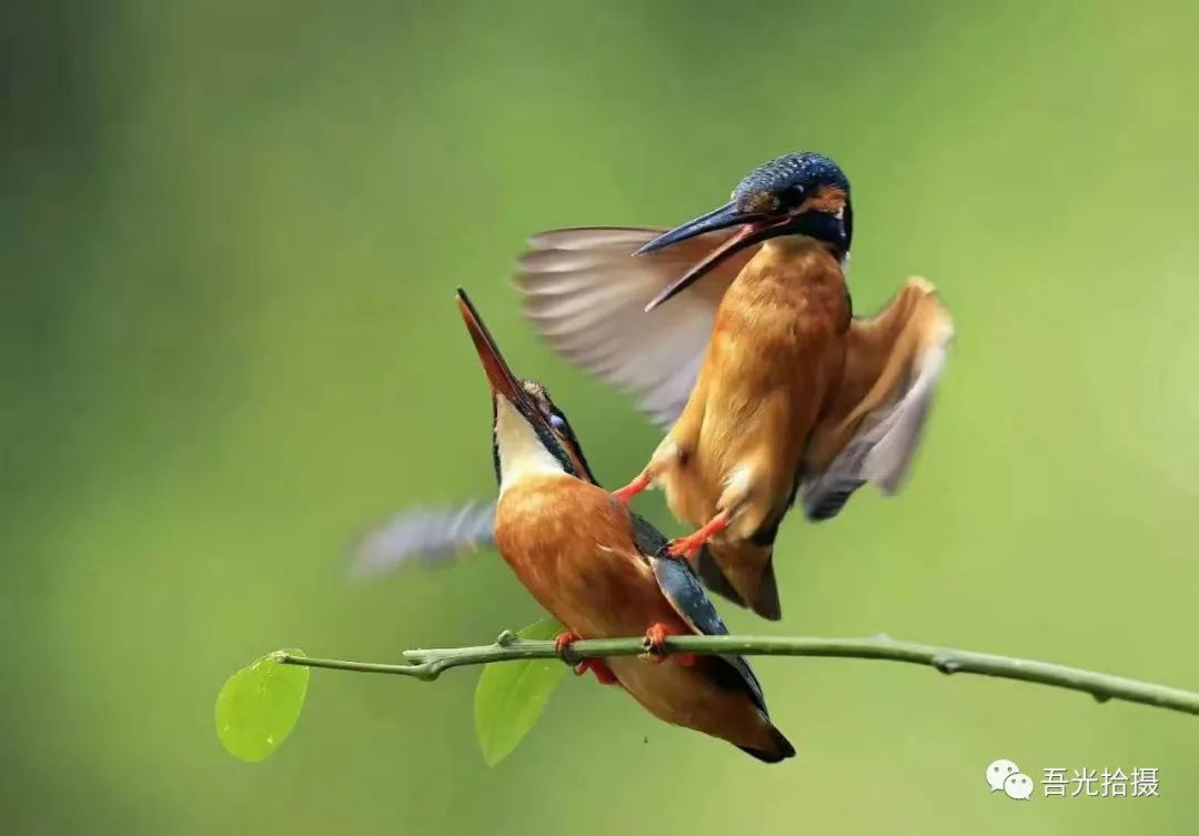 Xiaocui playing - iMedia