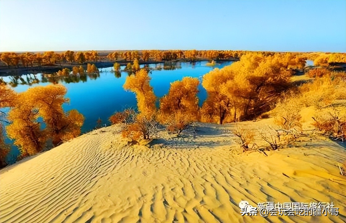 Beautiful, Populus euphratica!90% of China's Populus euphratica are in ...