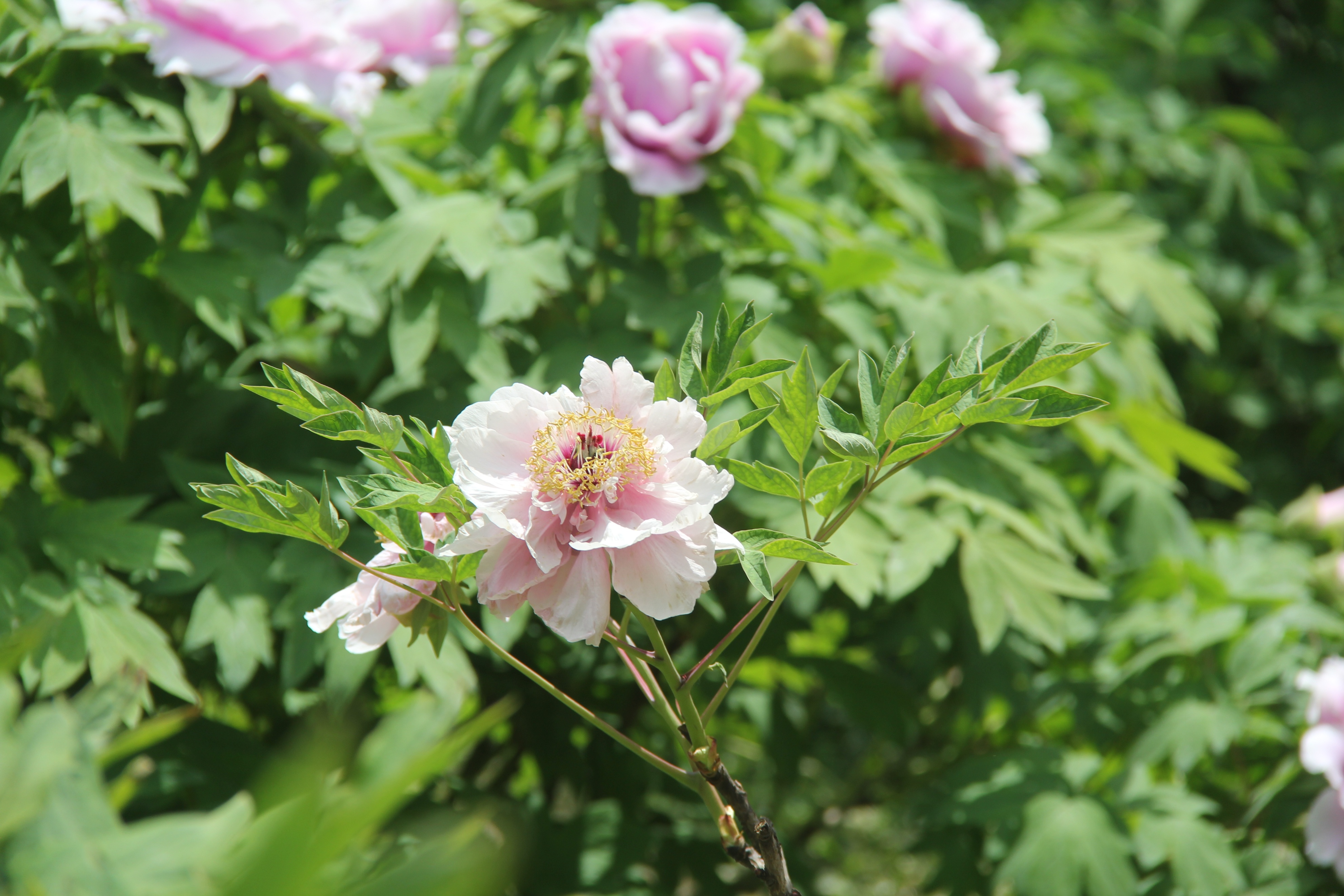 Chang Chunfeng (Poems) Beijing Zhang Xingui - iNEWS