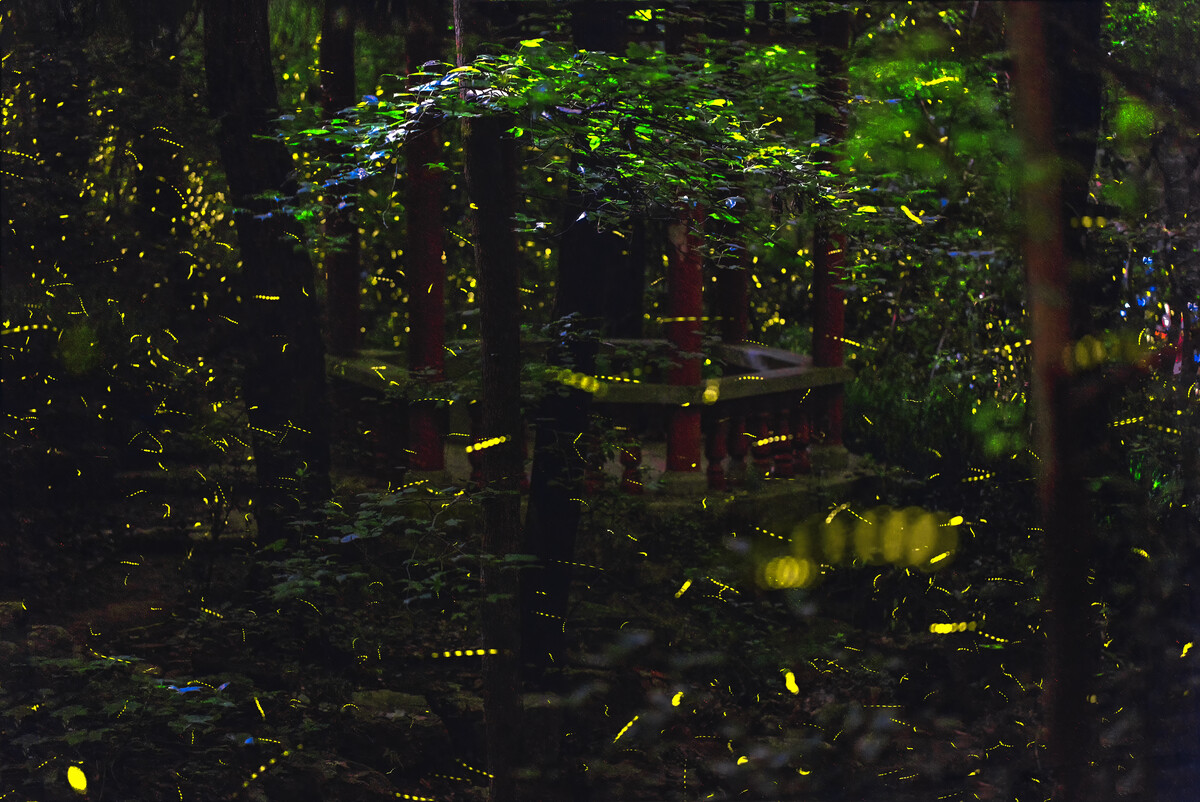 The firefly release activity in Xuzhou encountered a "smashing street ...