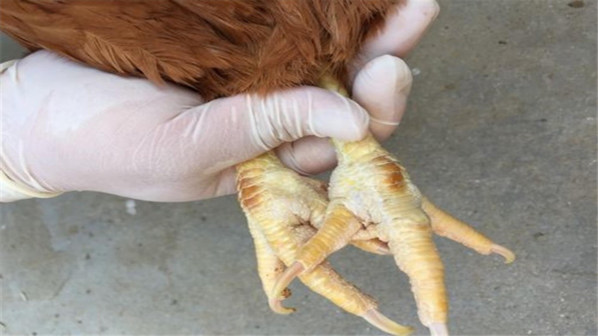 No matter how poisonous a centipede can kill a rooster?Roosters are the ...