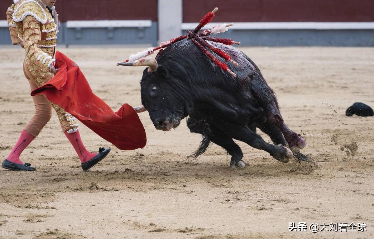 Does red really piss off bulls? The reason behind it is amazing! - iNEWS