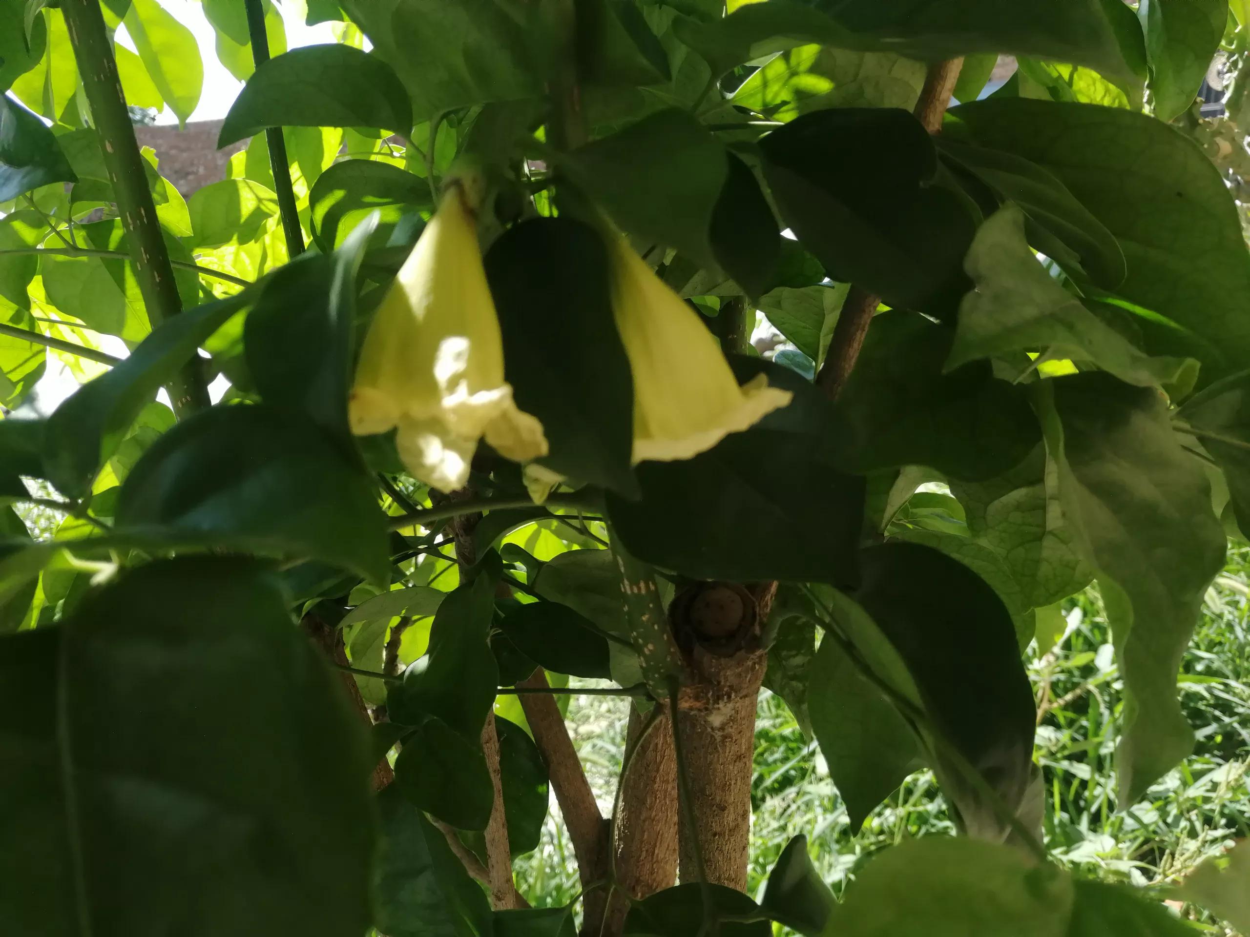 The tree of happiness is blooming - iNEWS