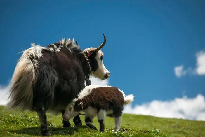 Types and genetic diversity of yaks on high-altitude pastures in ...