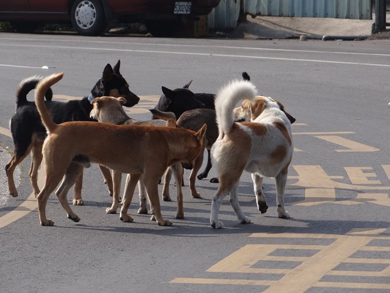 China's more than 40 million stray dogs, what will happen in the end ...