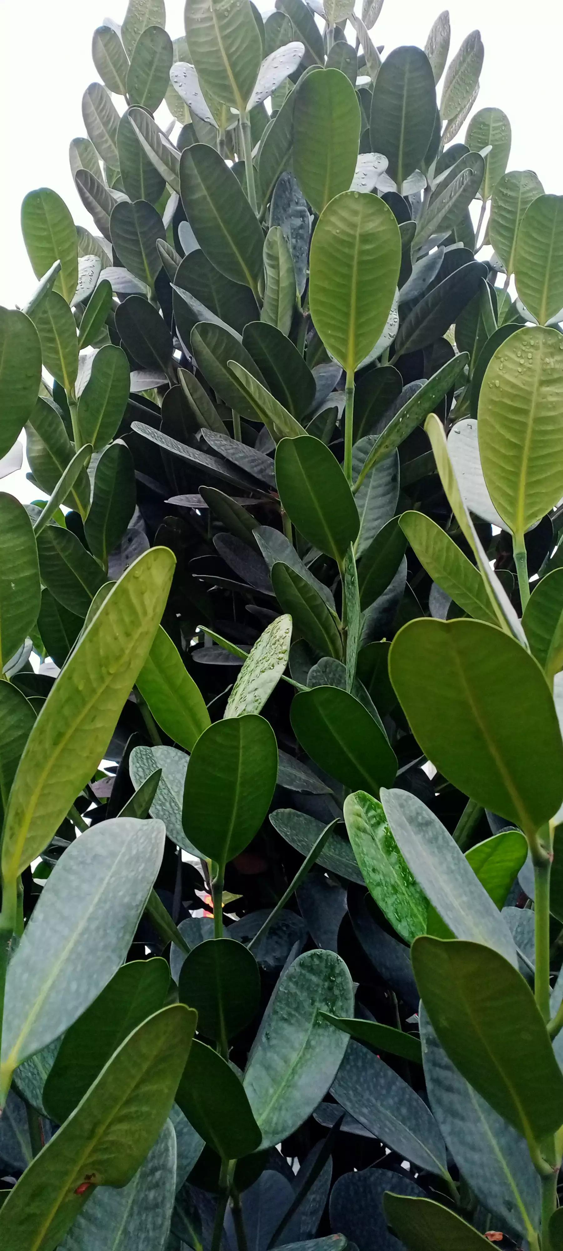 "Lingnan Botanical Garden/Fukuki, Philippine Island" - iNEWS