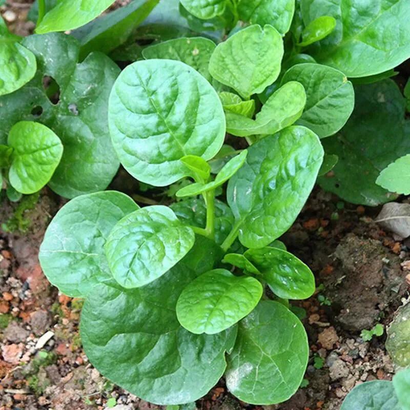 10 kinds of lazy vegetables, which can be grown on balconies and ...